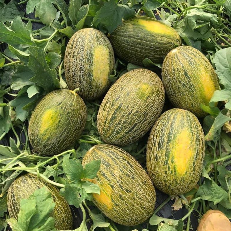Cultivo del melón: paso a paso - Caridul